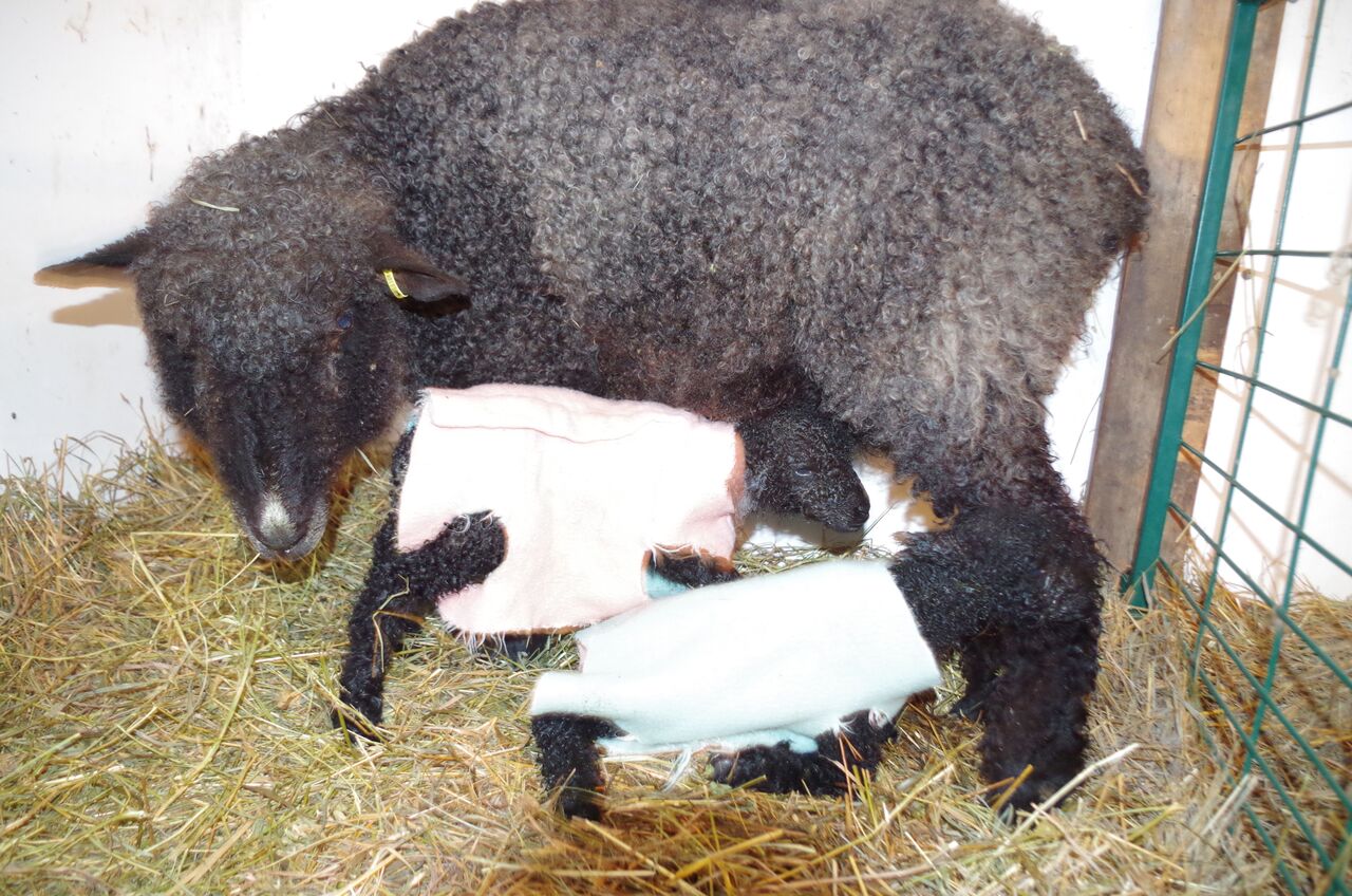 The Lincoln Longwool Sheep - Countryside
